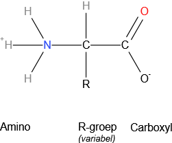 Aminozuren – Chemiepedia.nl